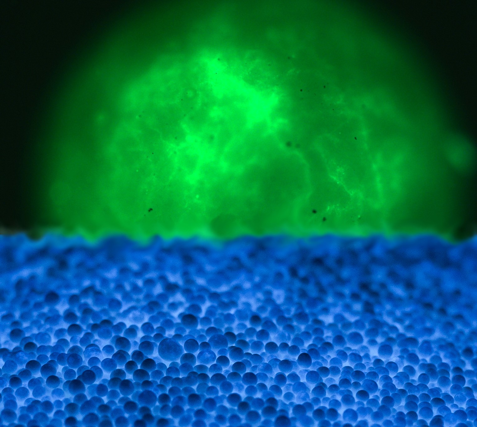 Janus.biz Sp. z o.o.